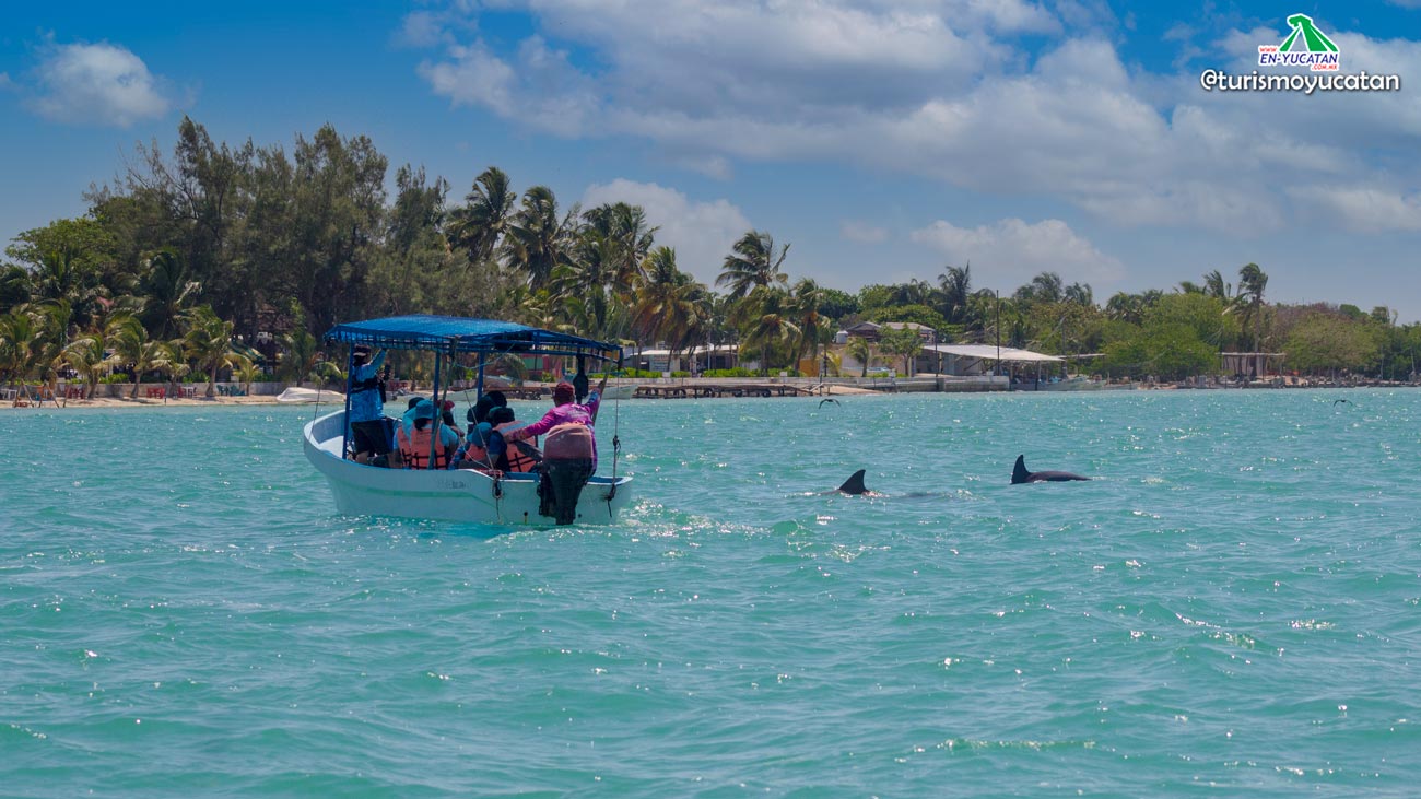 Dolphin Watching Tour in Isla Aguada